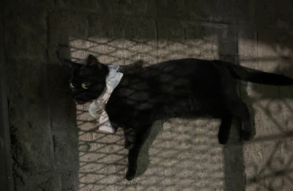 ¿Ritos satánicos con gatos en San Nicolás? - periodismosn.com.ar